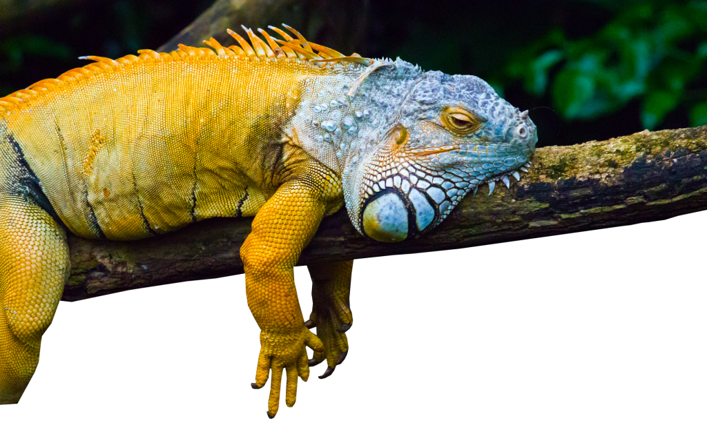 Sustainable Development Goals | UN Global Compact